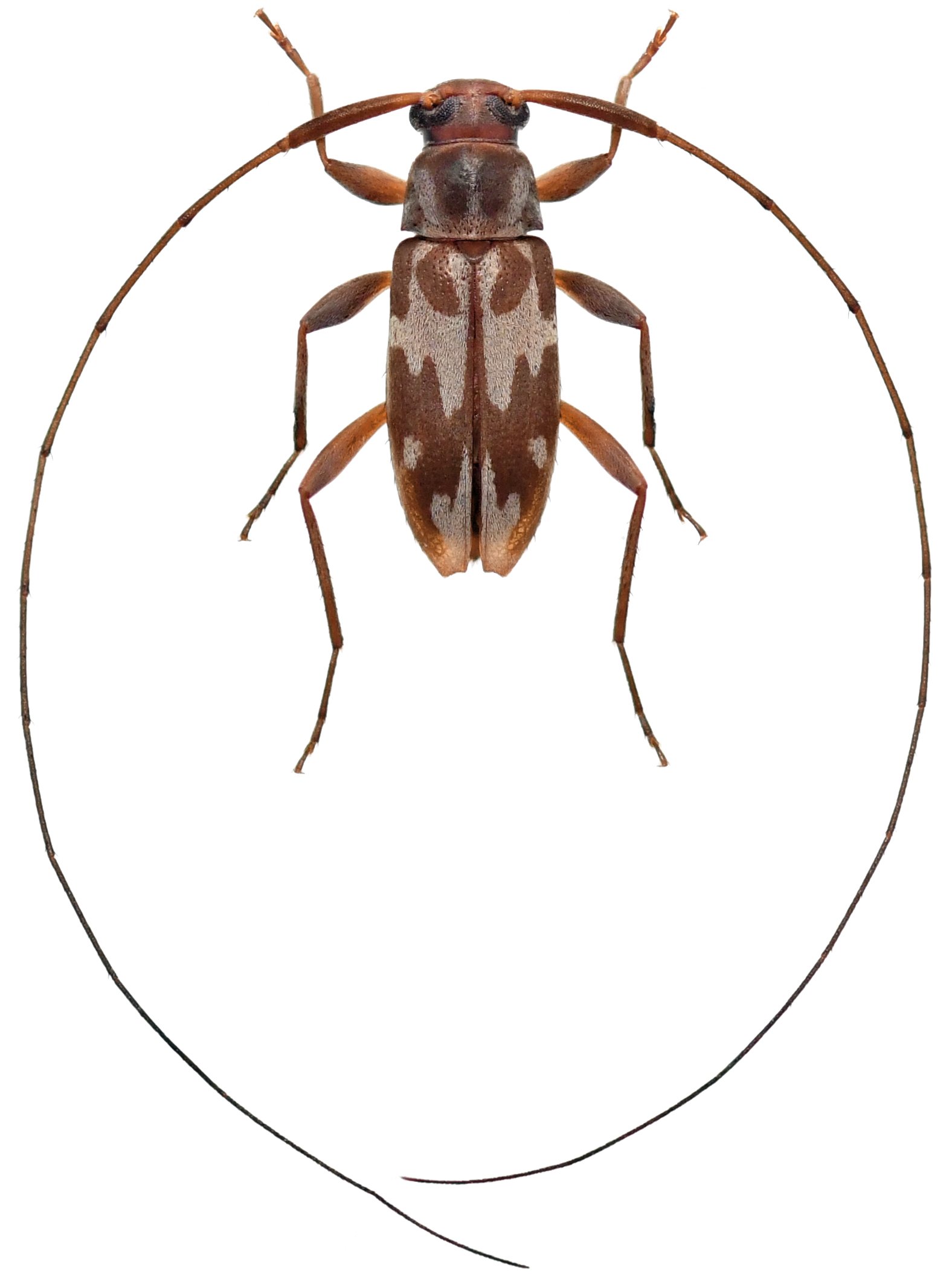 Cerambycidae Species Details